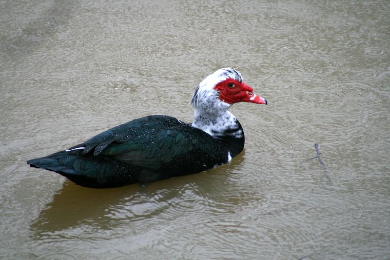 Larraga al natural: Pato real